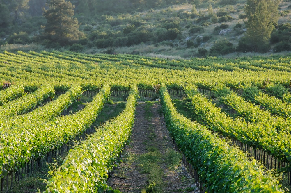 The Best Wineries To Visit In Israel