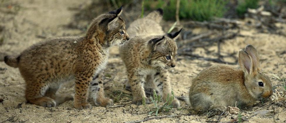 7 Things You Didn't Know About The Iberian Lynx