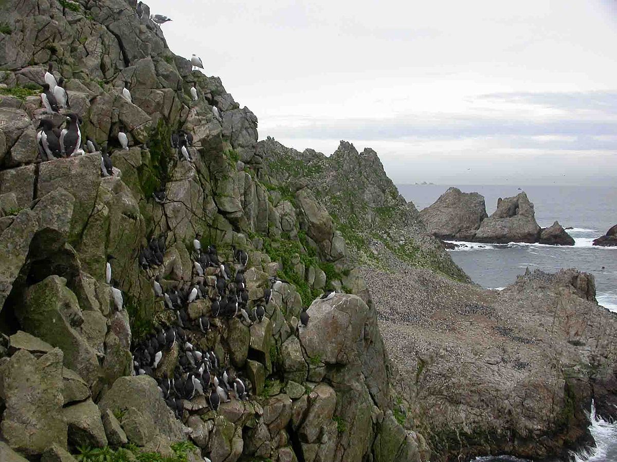 A Guide To The Farallon Islands: San Francisco's Secret Wildlife Refuge