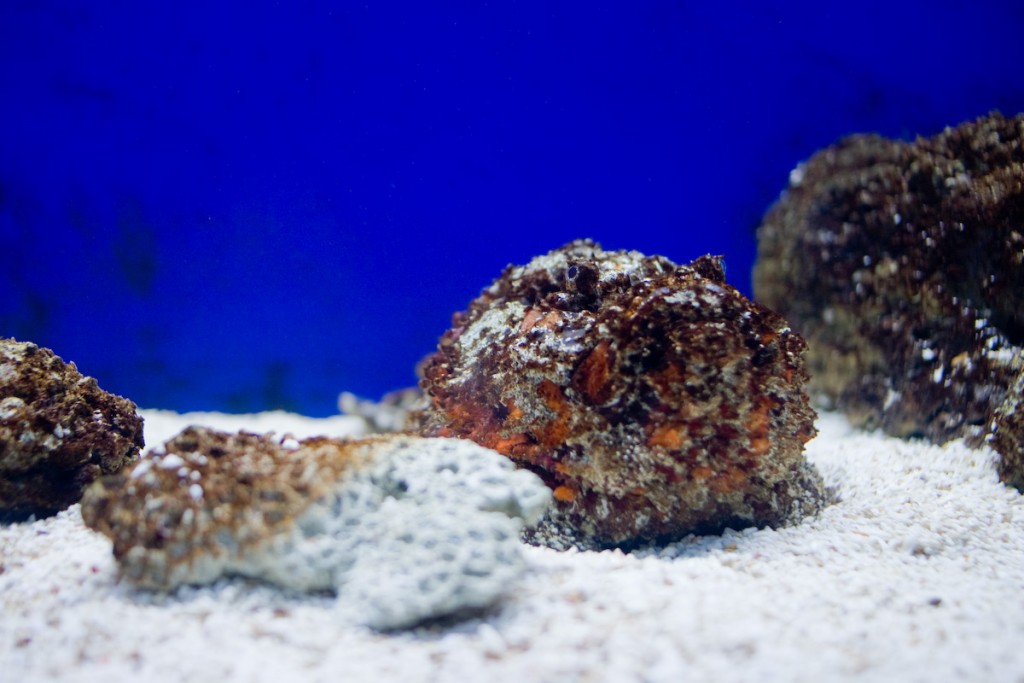The World's Most Venomous Fish: 7 Facts About Stonefish