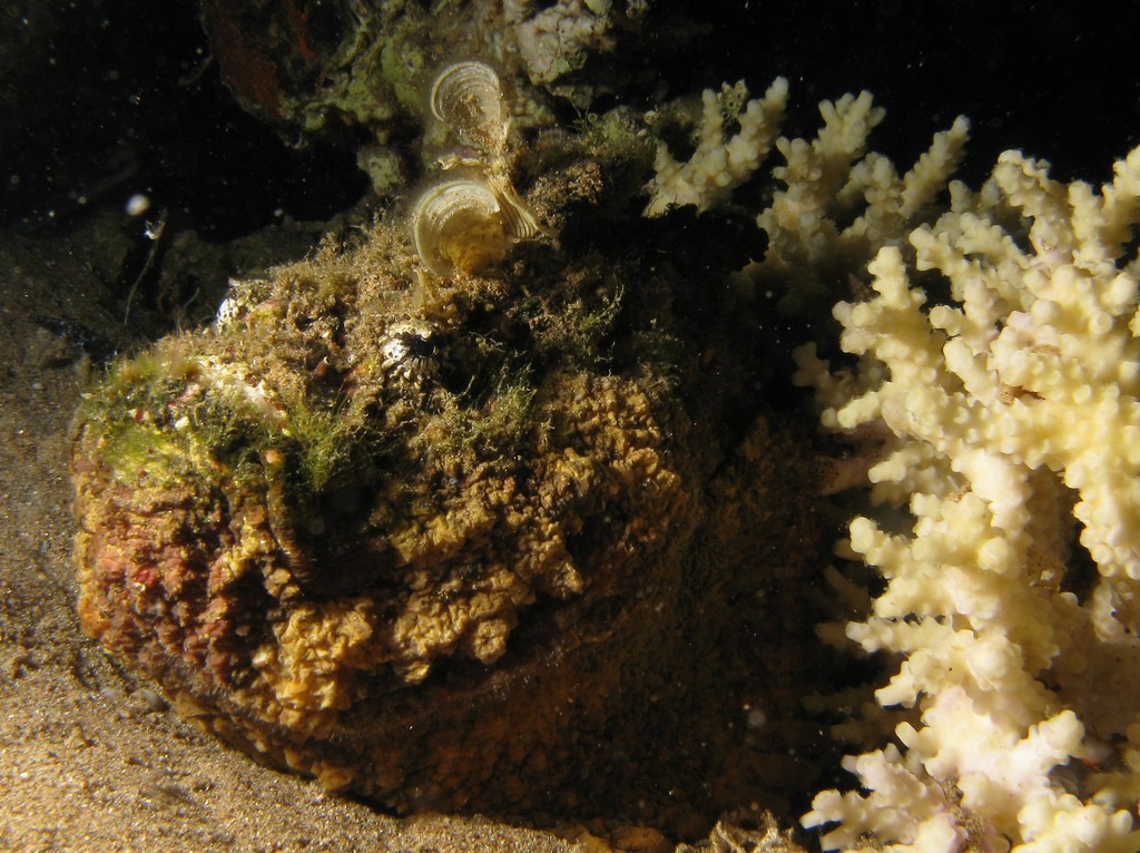 The World's Most Venomous Fish: 7 Facts About Stonefish