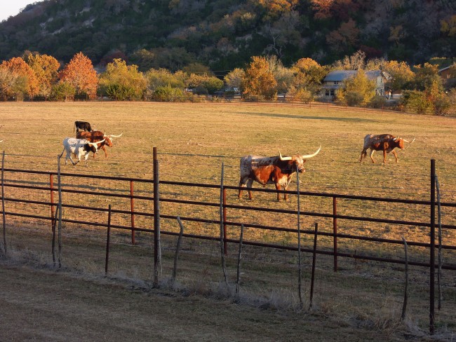 The Most Famous Ranches In Texas