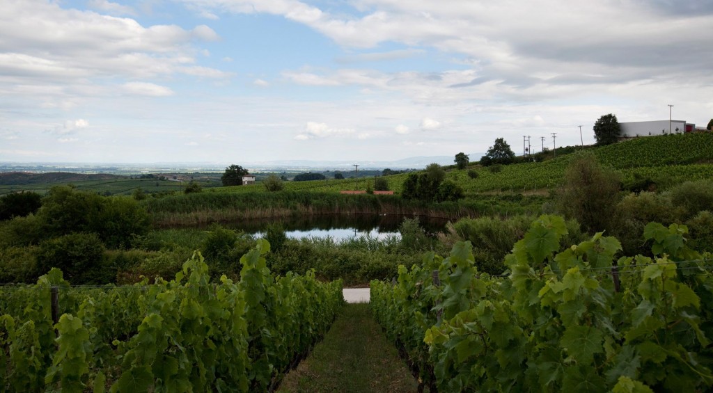 A Guide To Greece's Wineries And Vineyards You Can Visit