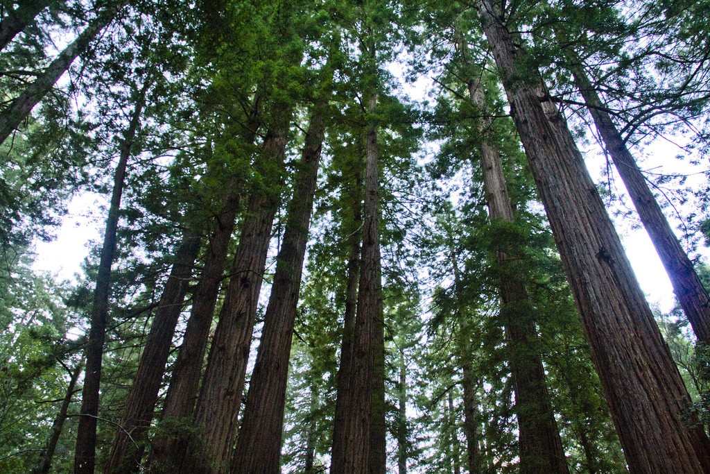 The Most Beautiful Forests In California