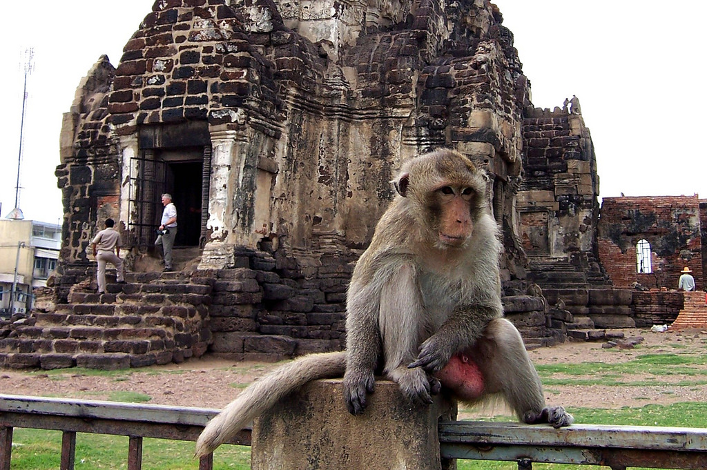 Everything You Need To Know About The Lopburi Monkey Festival