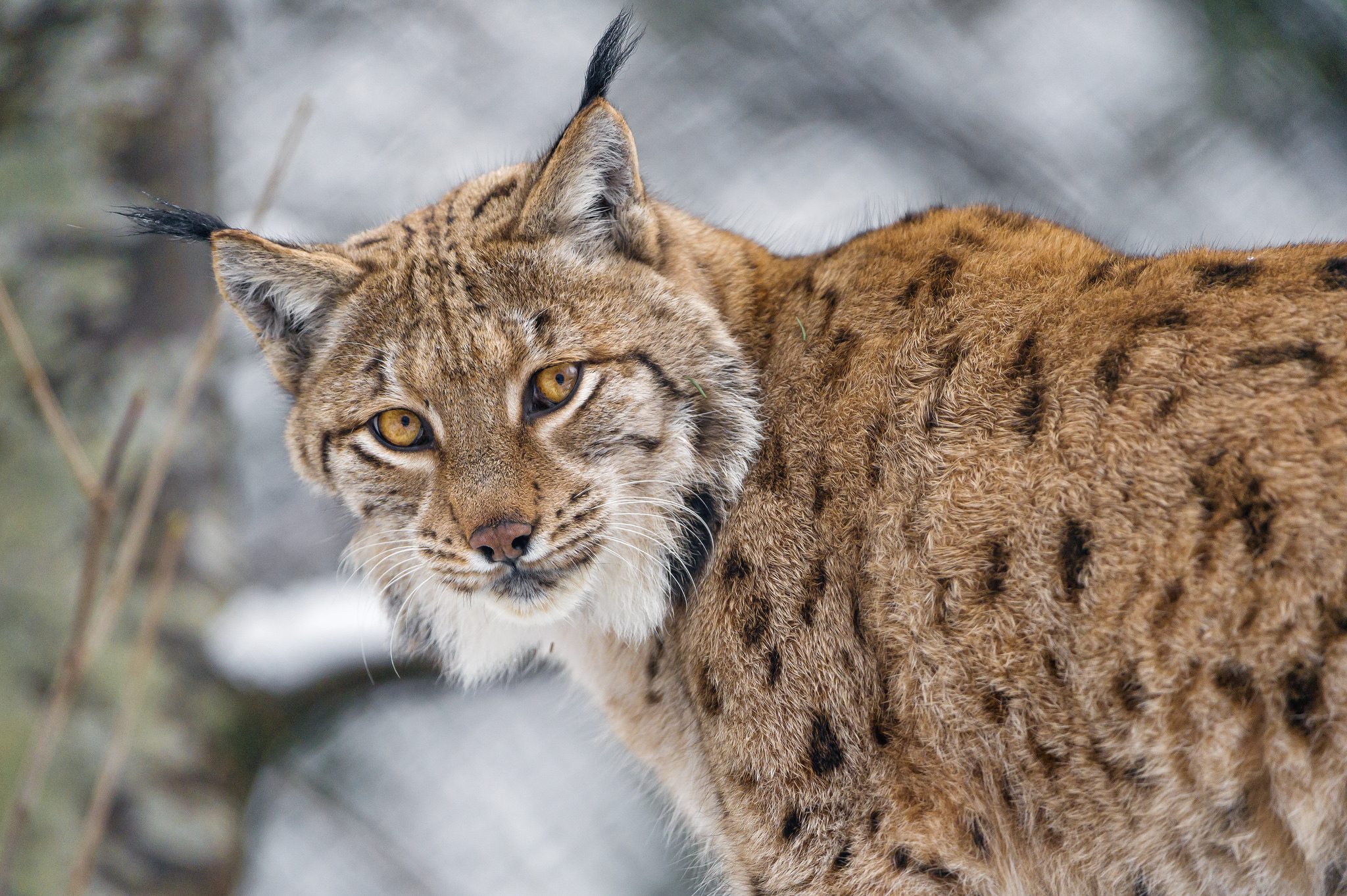 Belgium Native Animals G4G5 Belgium Native Animals G4G5