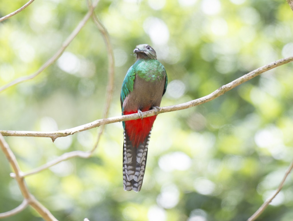 11 Awesome Native Animals You Must See In Mexico