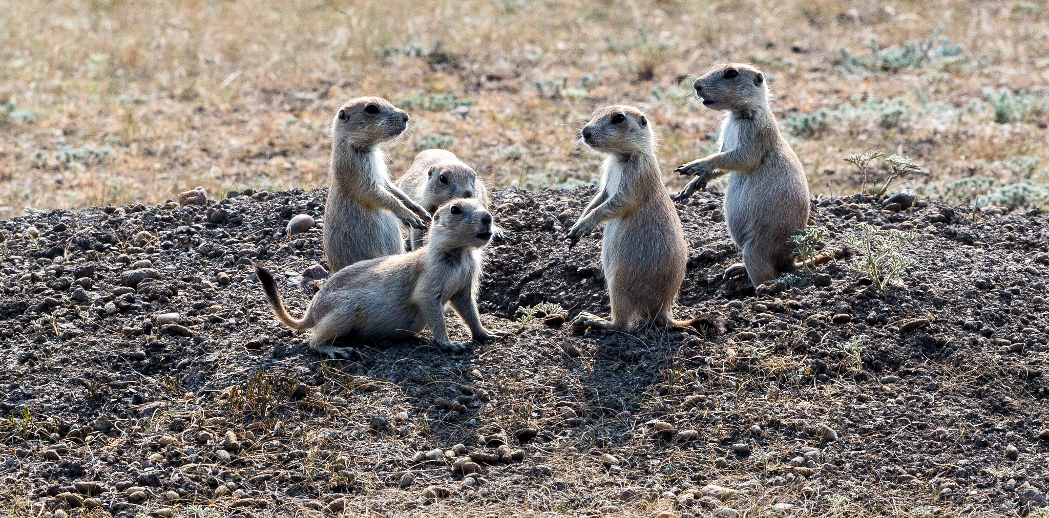 11 Awesome Native Animals You Must See In Mexico