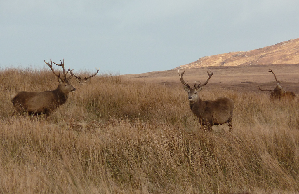 10 Native Scottish Animals And Where To Find Them