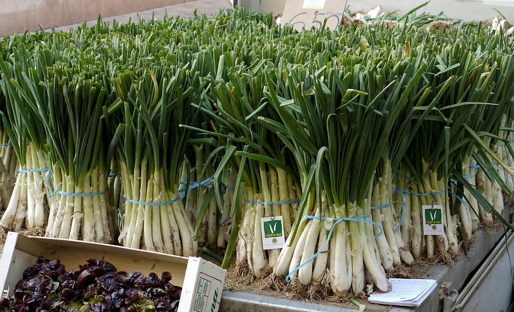 Spain's Unique Calçot Festival