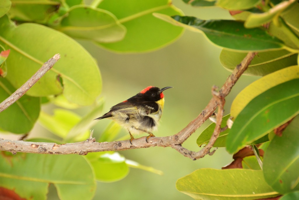8 Beautiful Birds To Look Out For In Fiji