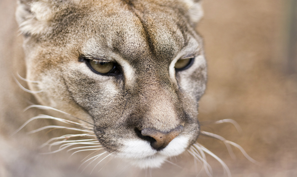 20 Pictures of Wonderful Animals You'll Find in Uruguay