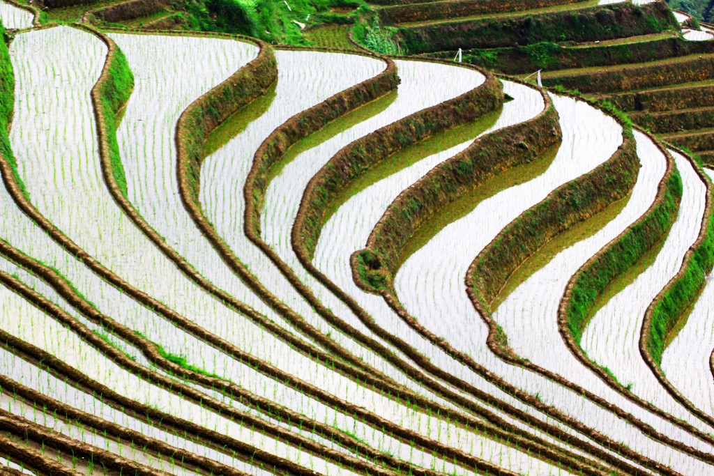 The Most Beautiful Rice Paddies in China
