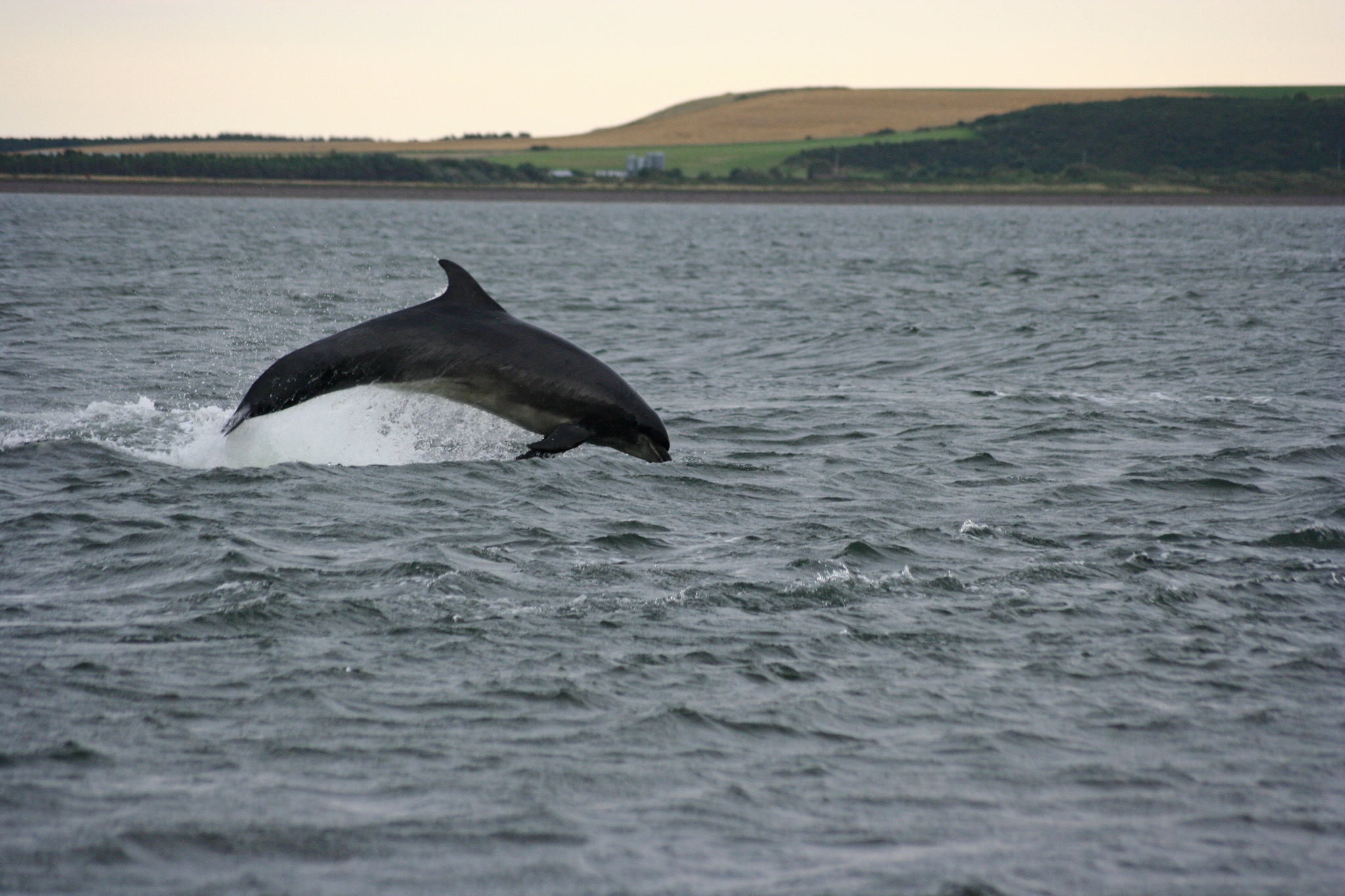 Where To Go Dolphin Watching in Inverness