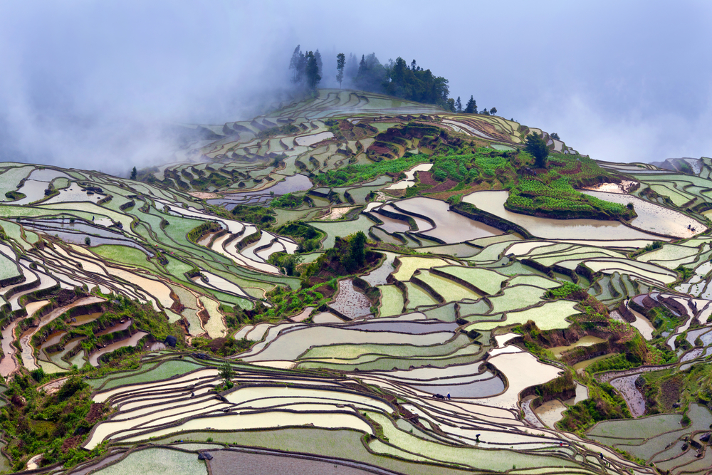 The Most Beautiful Rice Paddies in China