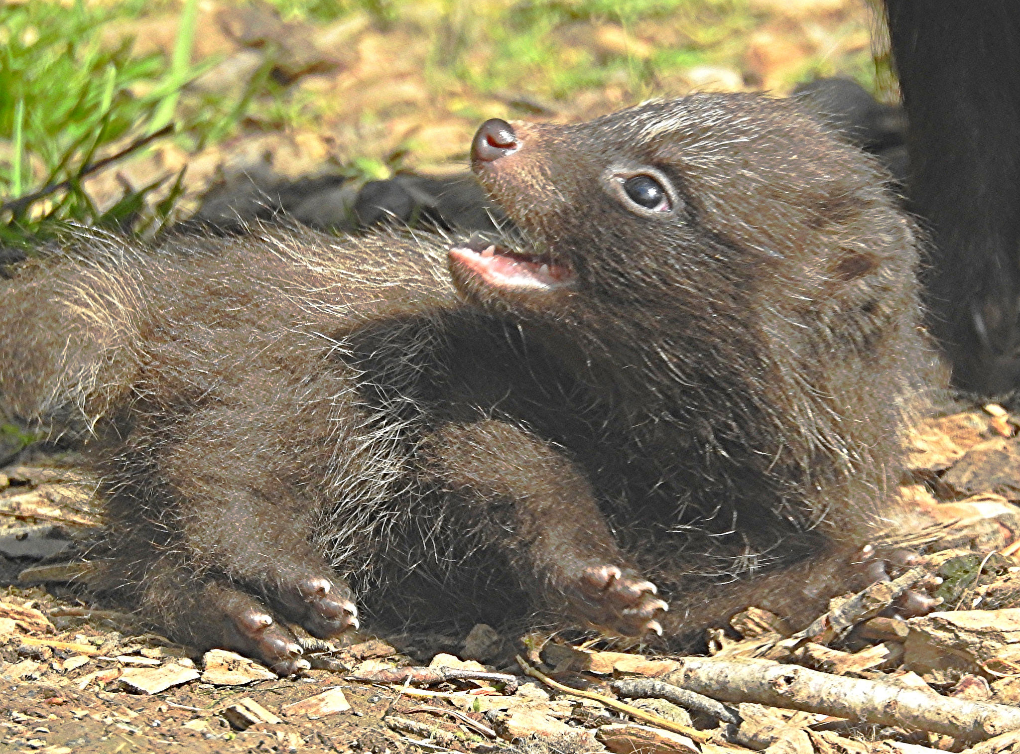 10 Beautiful Animals You'll Find in Finland