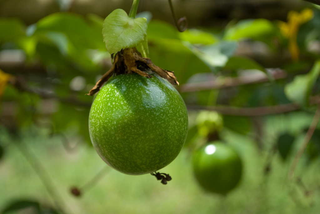 17 Tropical Fruits You Need to Try in Ecuador