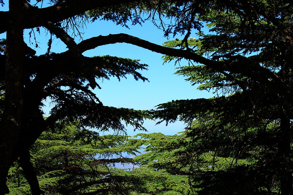 Lebanon Cedar Tree History