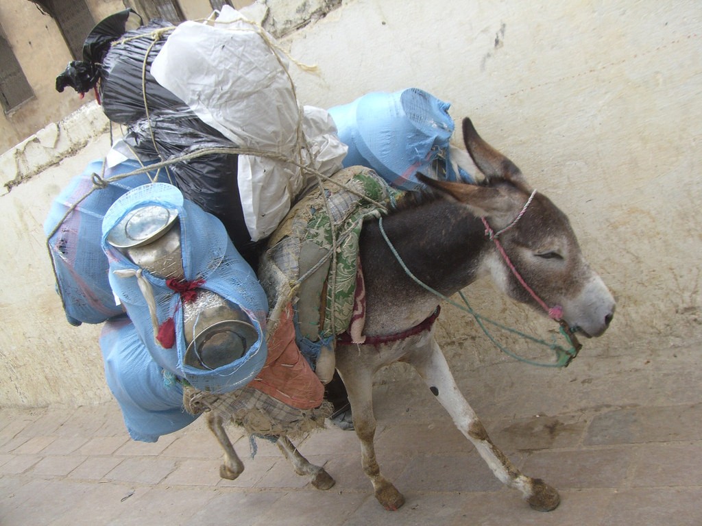 Why You Need to Visit This Moroccan Sanctuary for Abandoned Donkeys