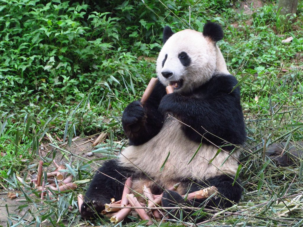 Guide to Visiting Pandas in Chengdu