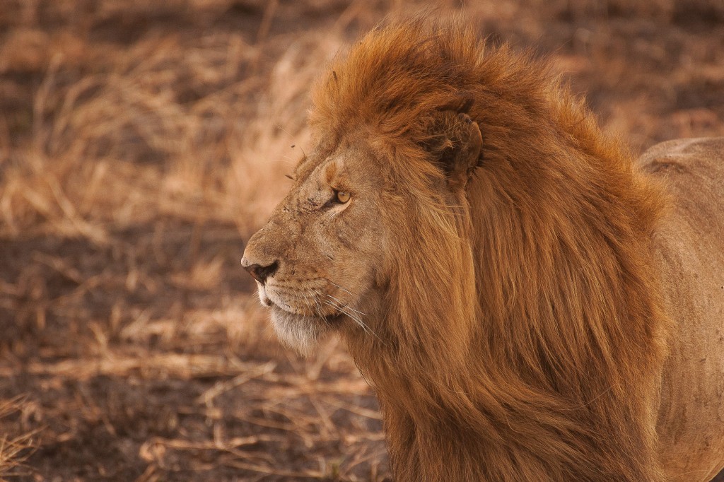 How To Safari On A Budget In South Africa how-to-safari-on-a-budget-in-south-africa