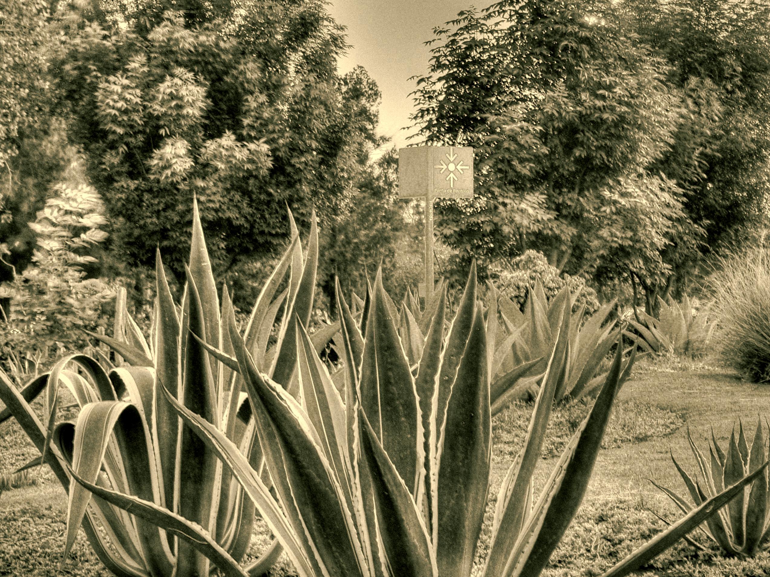 Mexico’s Incredible Trees, Plants and Flowers and Where to Find Them