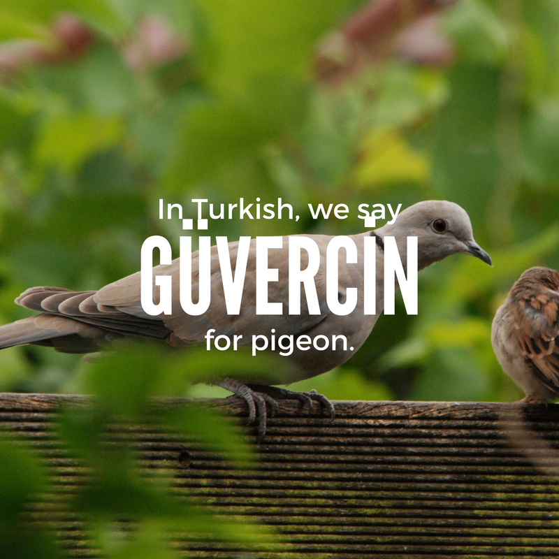 18 Beautiful Words That Will Make You Fall in Love with the Turkish ...