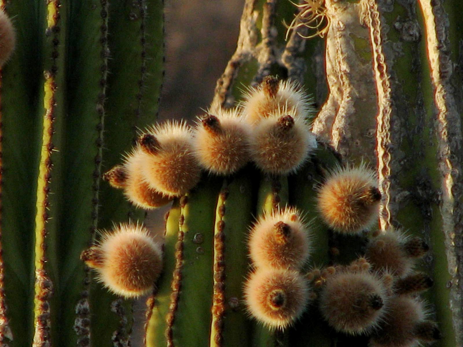 Mexico’s Incredible Trees, Plants and Flowers and Where to Find Them