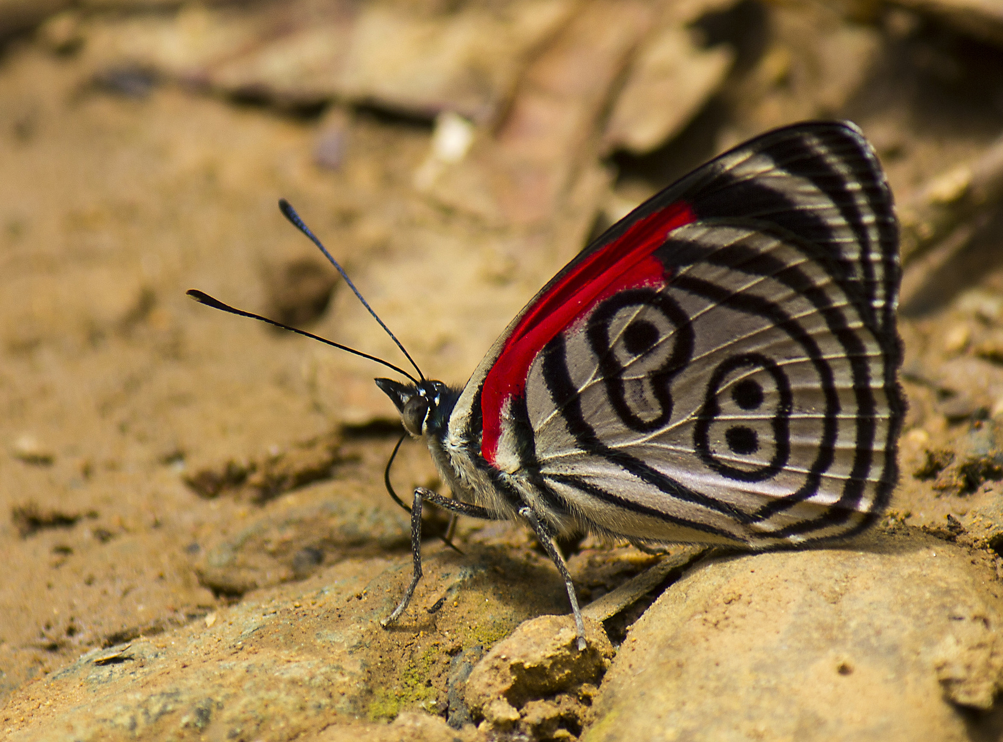 11 Awesome Native Animals From Colombia You Need to Know