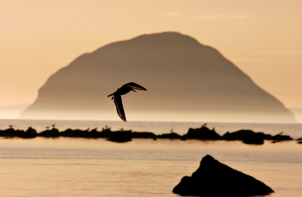 The Best Scottish Islands for Seeing Wildlife