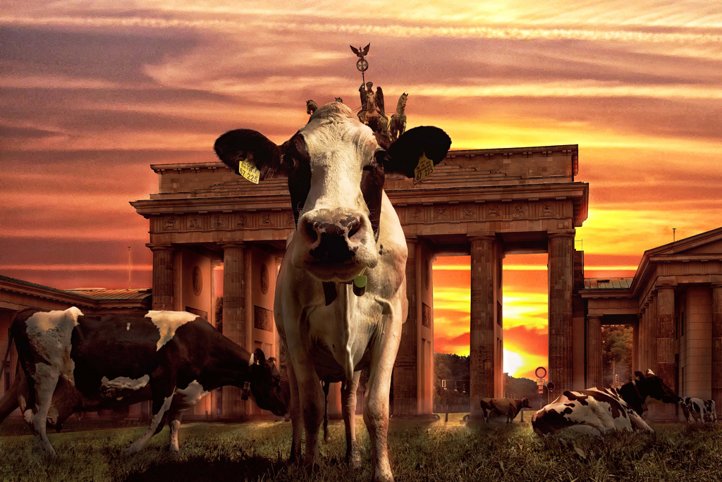 Berlin’s Unusual Wildlife and Where to Find It