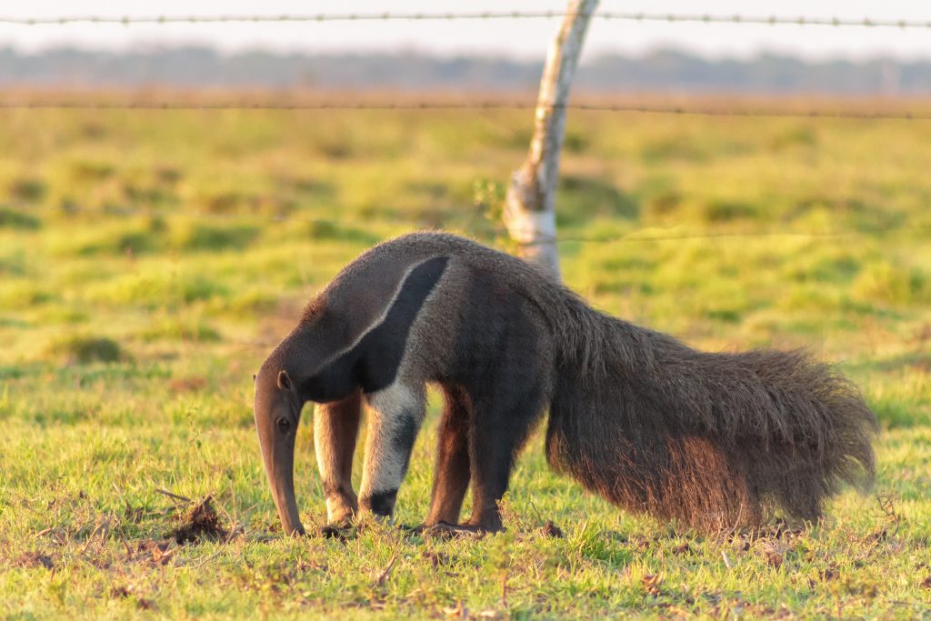 11 Awesome Native Animals From Colombia You Need to Know