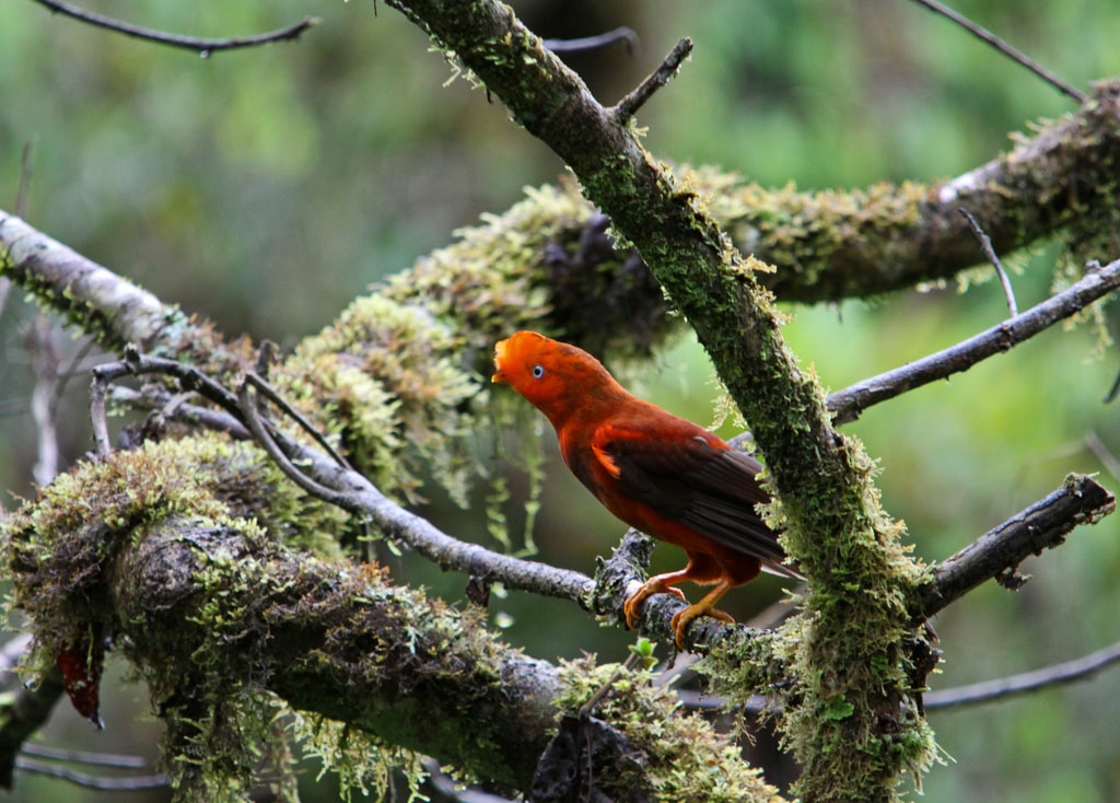 13 Awesome Native Animals You Must See in Peru