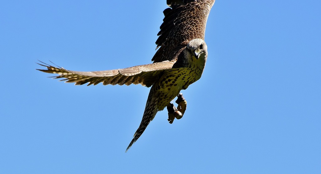 Why Falcons Are Important to Emirati Culture