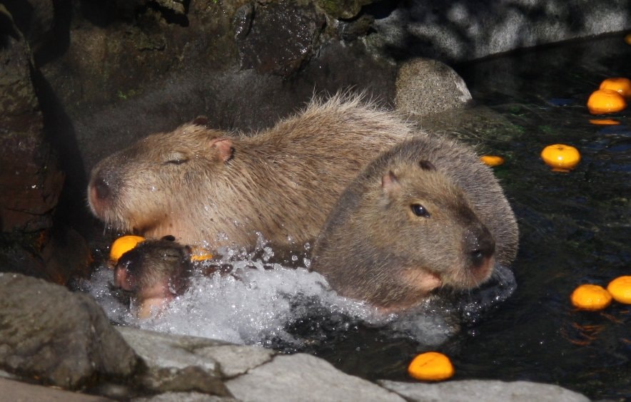 How Did Capybaras Become Japan’s Favorite Animal?