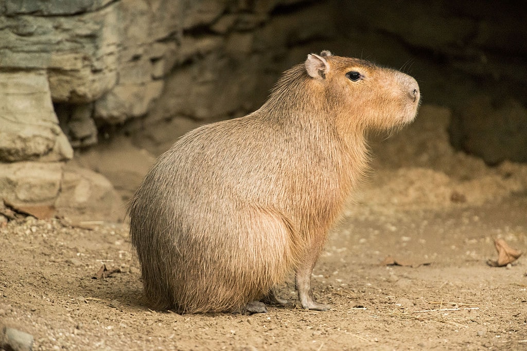 How Did Capybaras Become Japan’s Favorite Animal?