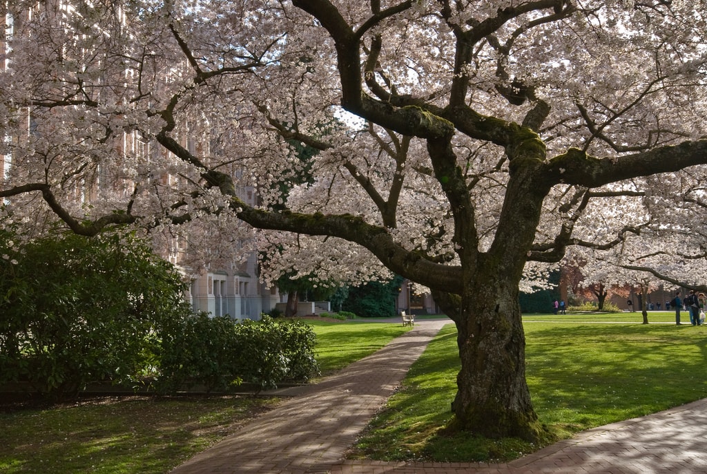 Seattle Greenery Images Pics