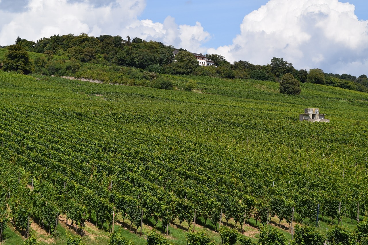 The Best Wine Regions to Visit in Germany
