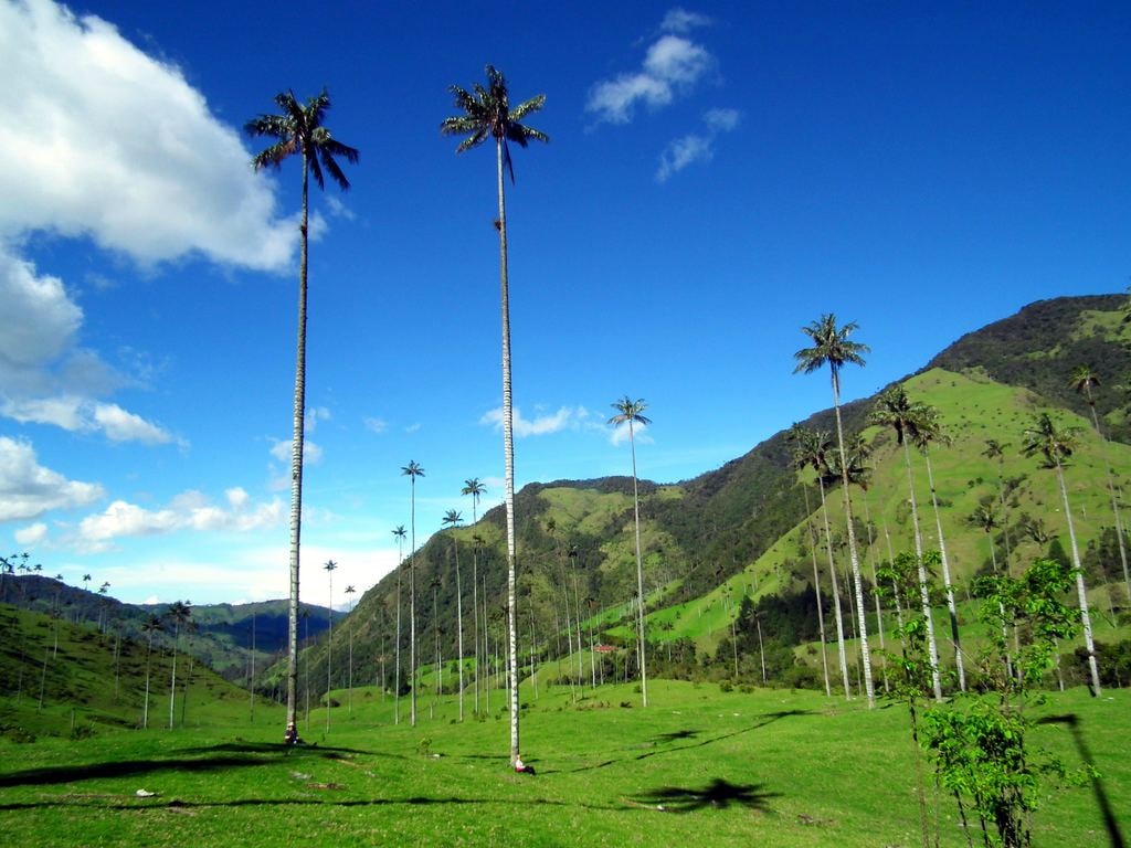 The Ultimate Guide to Hiking the Cocora Valley