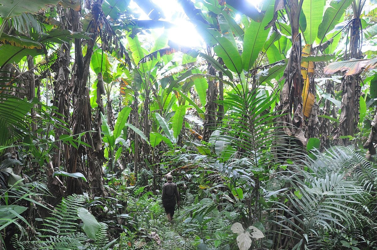 21 Photos That Show Laos Has The Most Beautiful Jungles on Earth