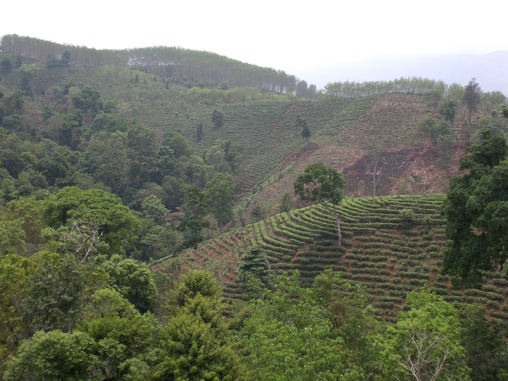 The Most Beautiful Tea Plantations in China
