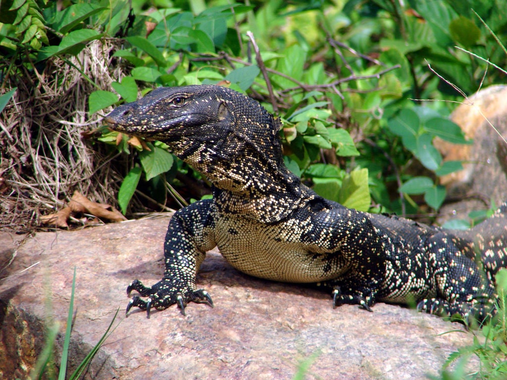 11 Awesome Native Animals You Must See in Vietnam