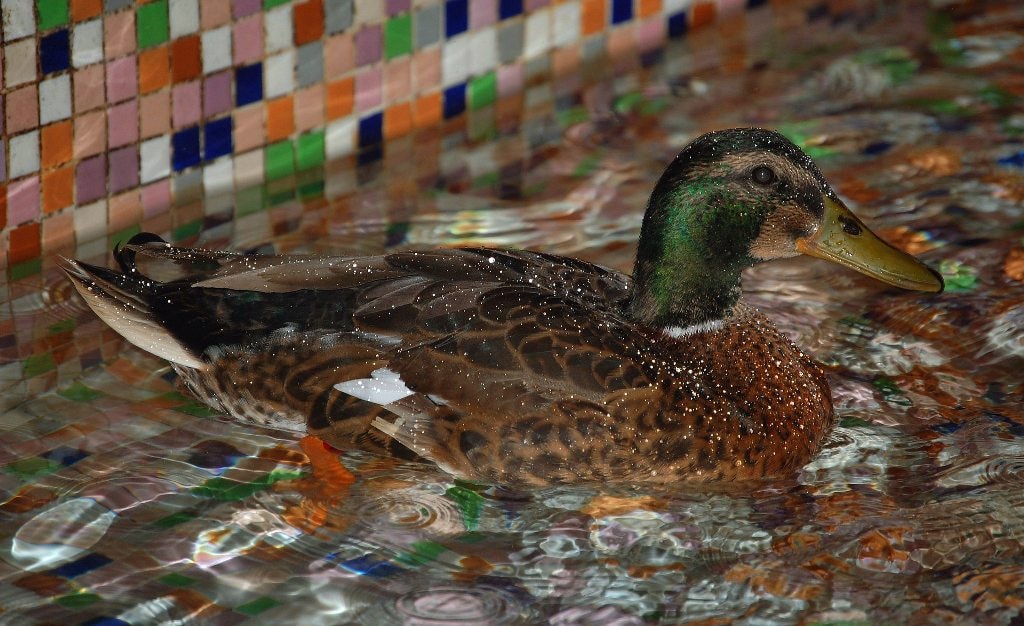 The Story Behind Memphis’ Daily Duck March
