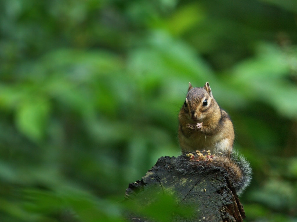 7 Russian Animals That Live in Siberia