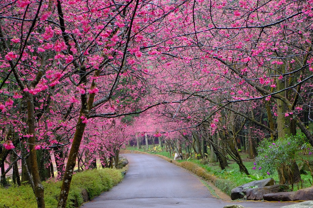 The Best Things to See and Do in Taiwan in Spring