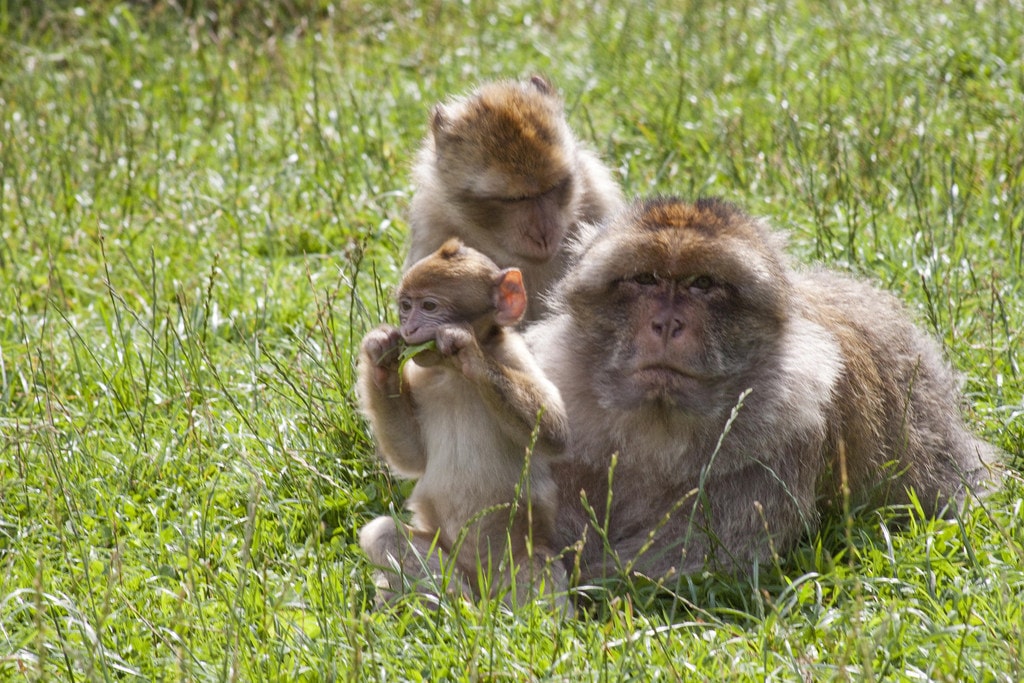 Japanese Monkeys Have Started 'Riding' Deer