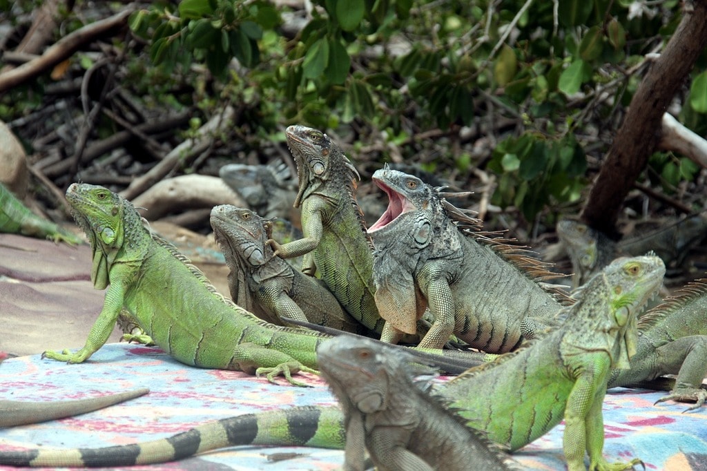 11 Interesting Facts about the Iguanas in Puerto Rico