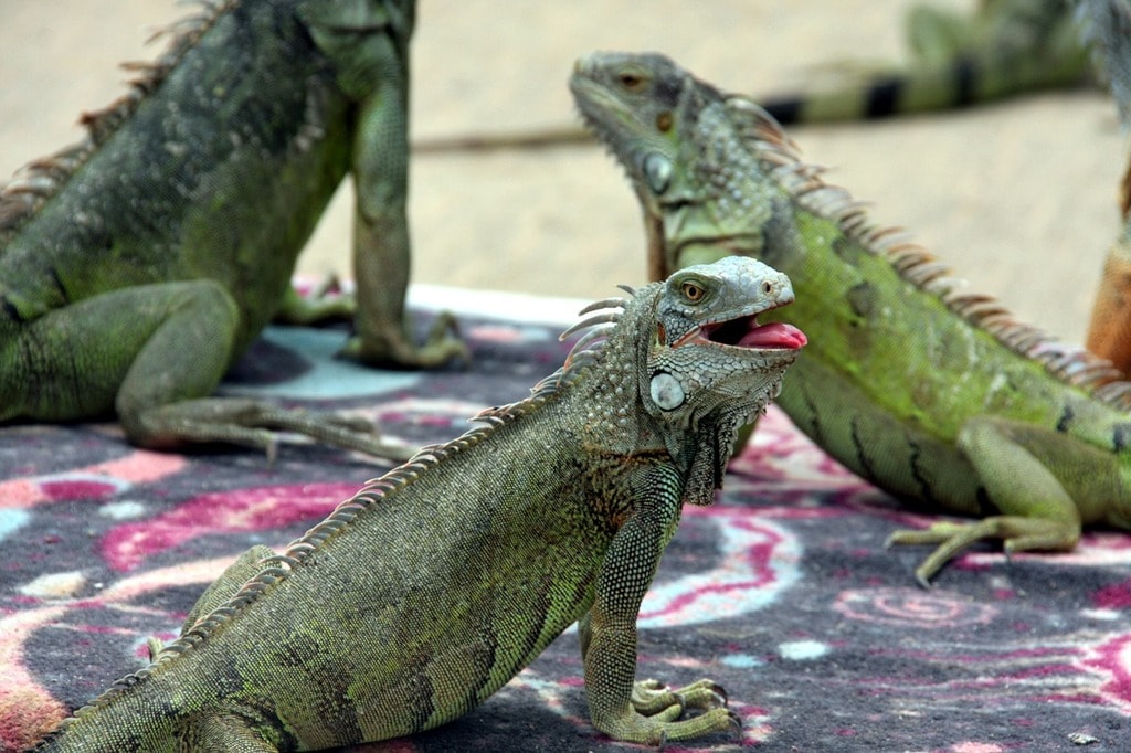 11 Interesting Facts about the Iguanas in Puerto Rico