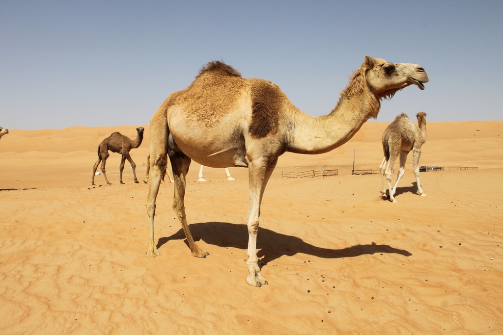 Where to Find Oman's Incredible Wildlife