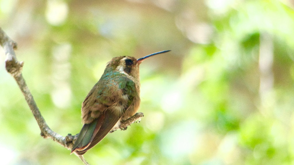 12 Hummingbird Species You Can Find Only in Mexico